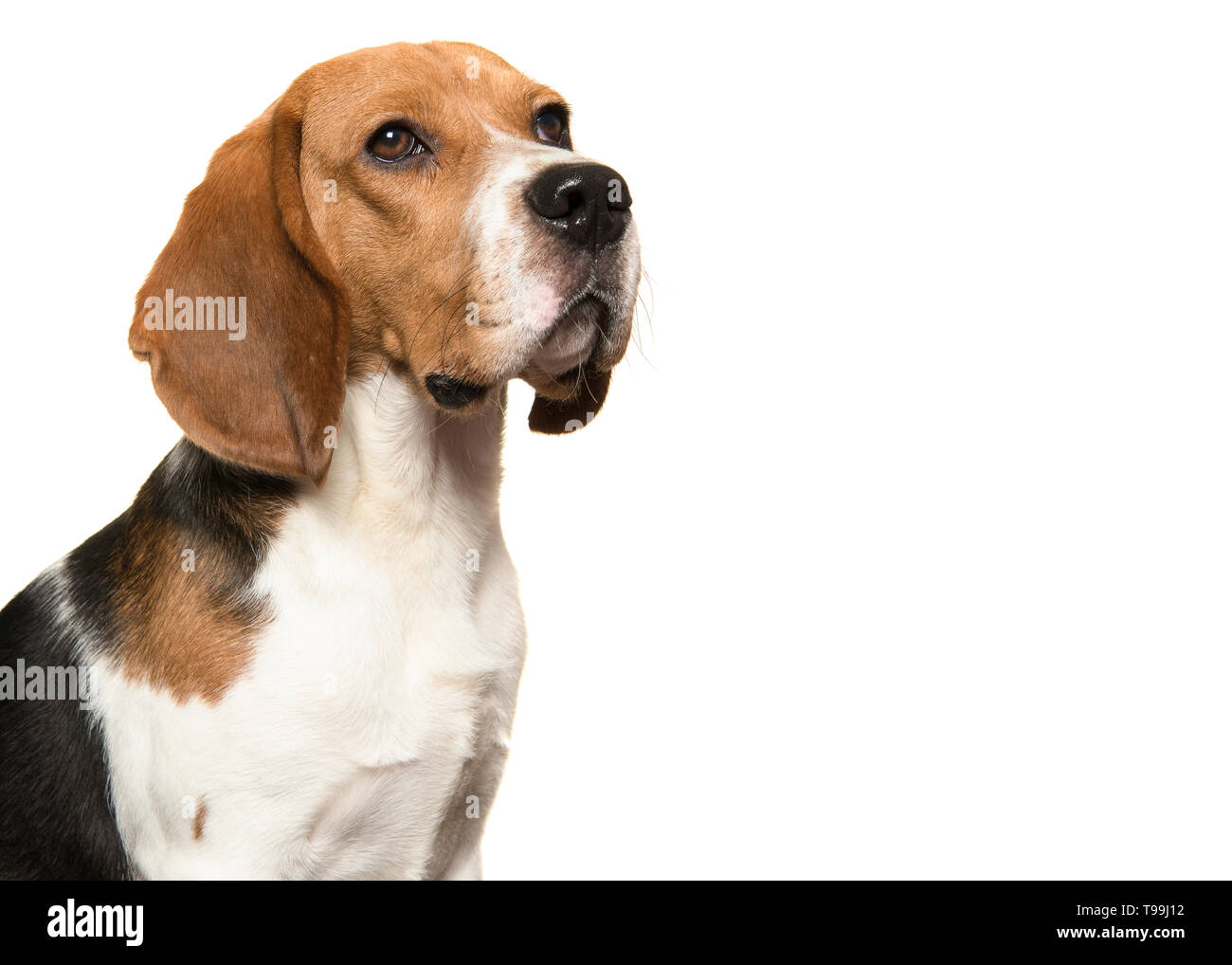 Side portrait of beagle dog hi-res stock photography and images - Alamy