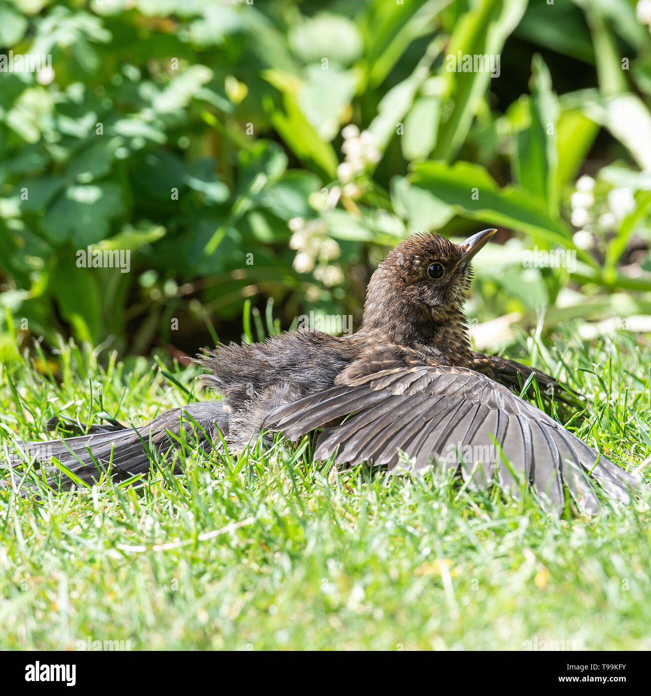 A Fledgling Blackbird Sunbathing in Early Summer Sunshine on a Lawn in ...