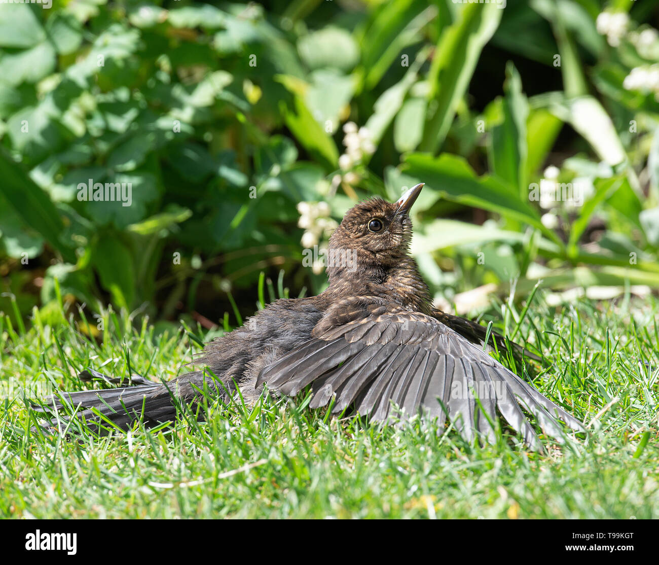 A Fledgling Blackbird Sunbathing in Early Summer Sunshine on a Lawn in ...