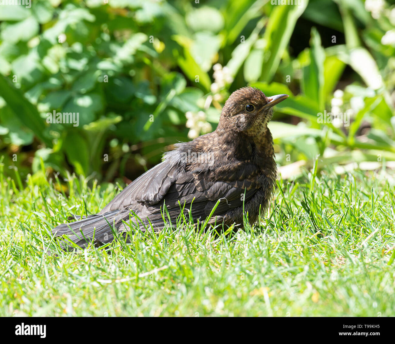 A Fledgling Blackbird Sunbathing in Early Summer Sunshine on a Lawn in ...