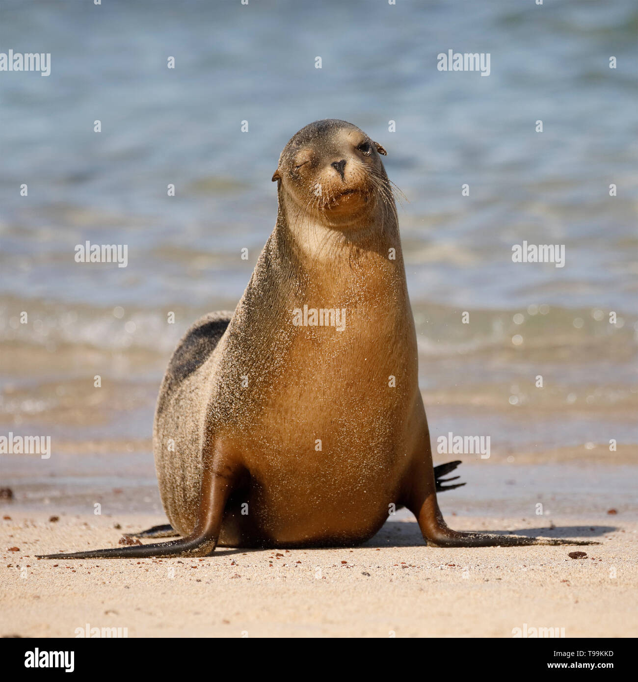 Lion winking hi-res stock photography and images - Alamy