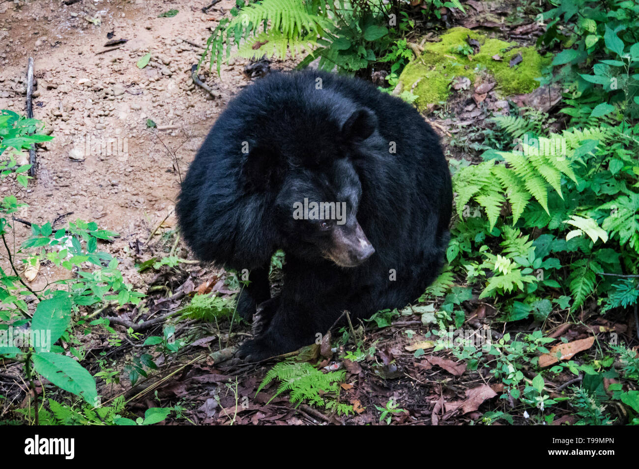 Moon bear hi-res stock photography and images - Alamy