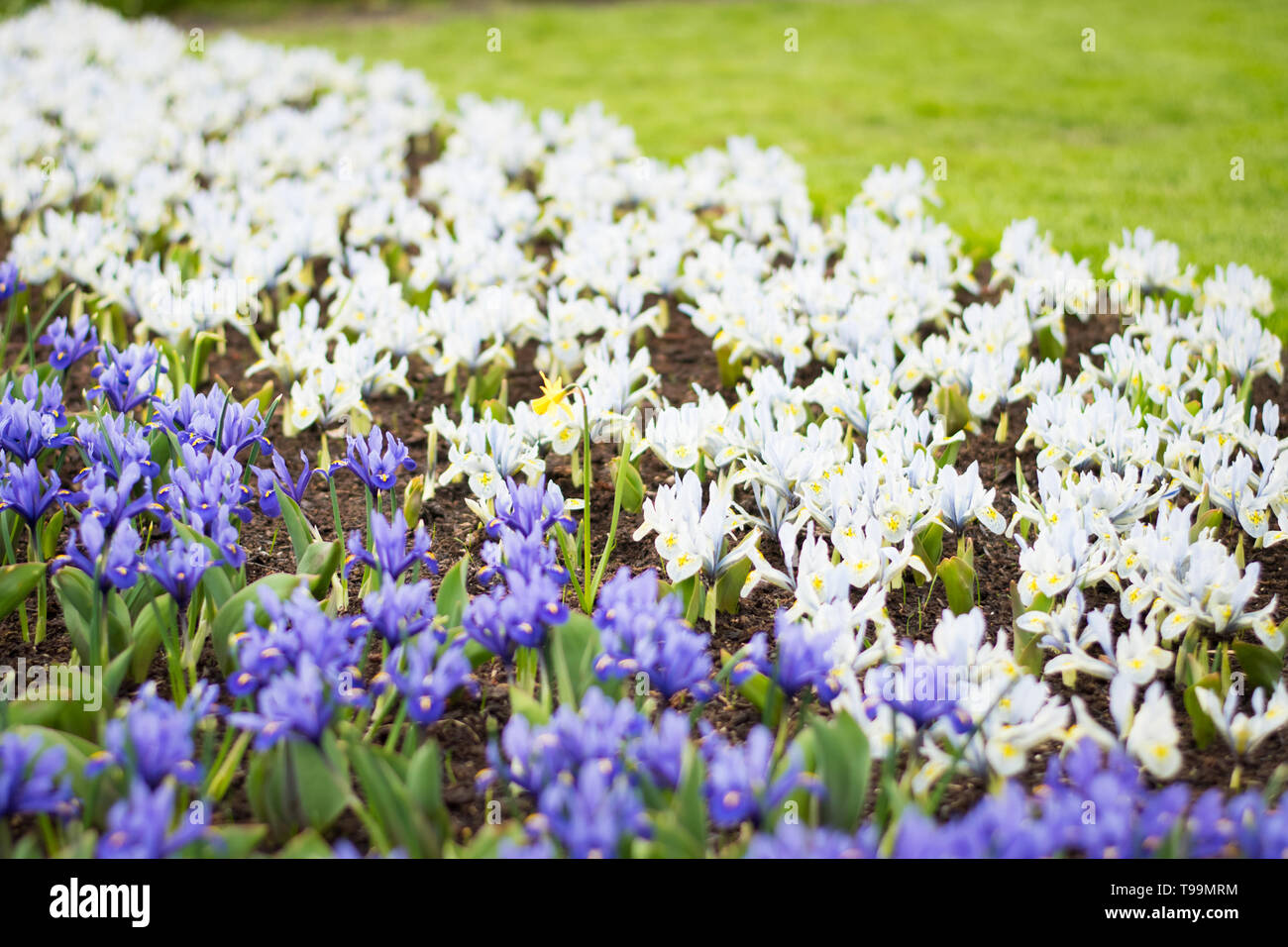 Multicolour tulip rows, Keukenhof garden, Lisse Stock Photo - Alamy