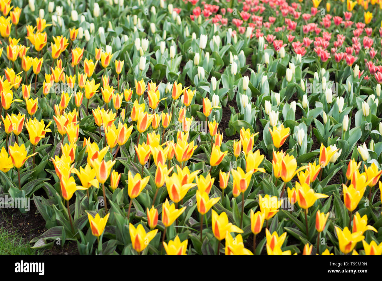 Multicolour tulip rows, Keukenhof garden, Lisse Stock Photo - Alamy
