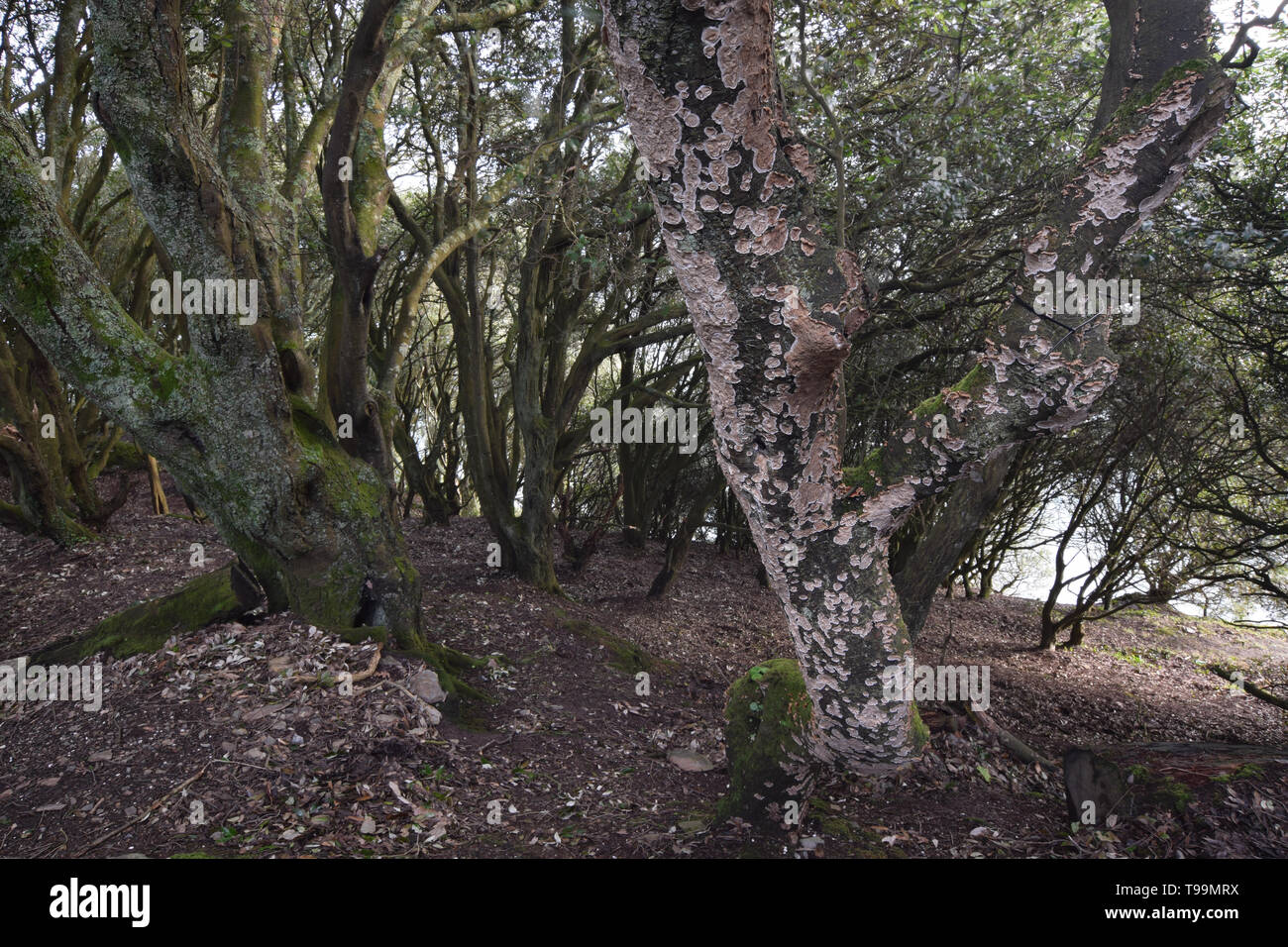 Owlman of mawnan hi-res stock photography and images - Alamy