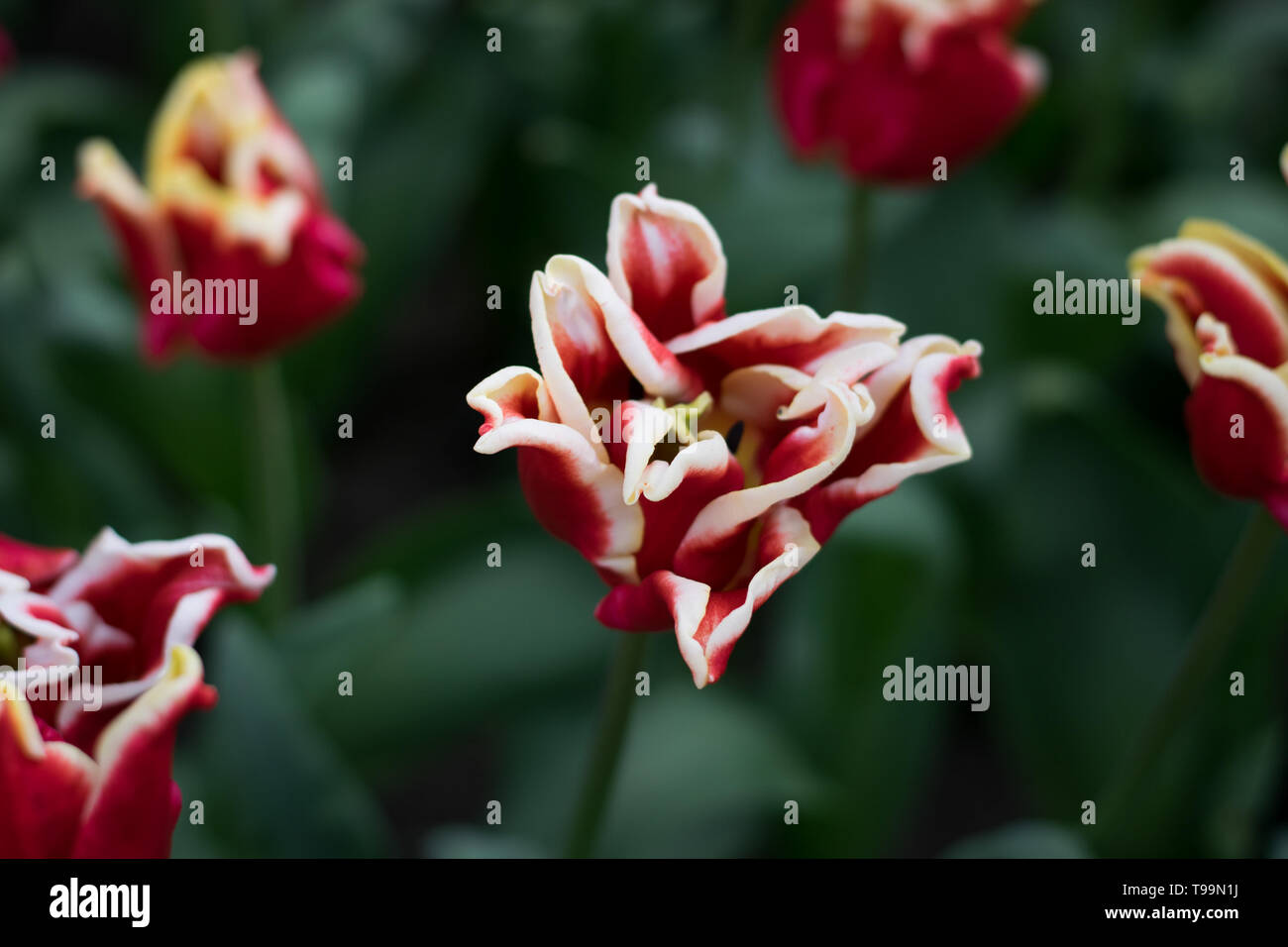 Red Dutch tulips in a flower bed, Keukenhof flowers Stock Photo - Alamy
