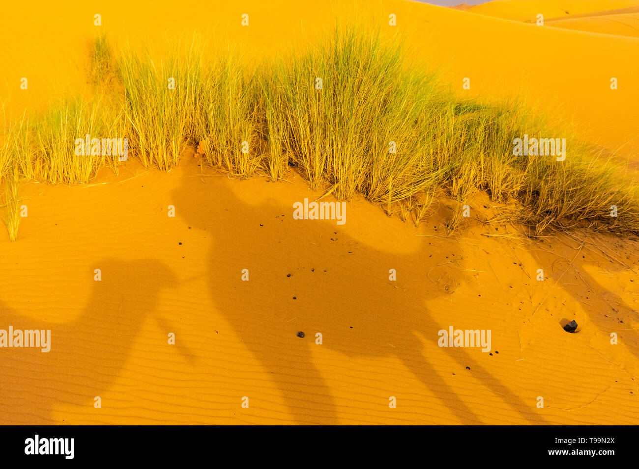 Shadow of camels riding in the Sahara Desert, Merzouga, Morocco Stock ...