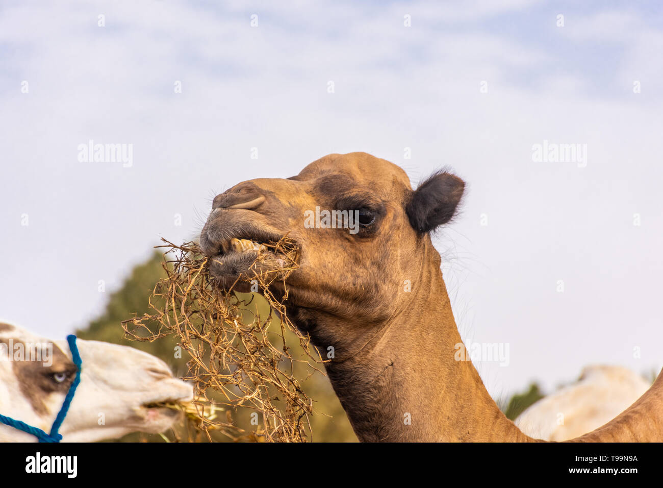Camels Eating High Resolution Stock Photography and Images - Alamy