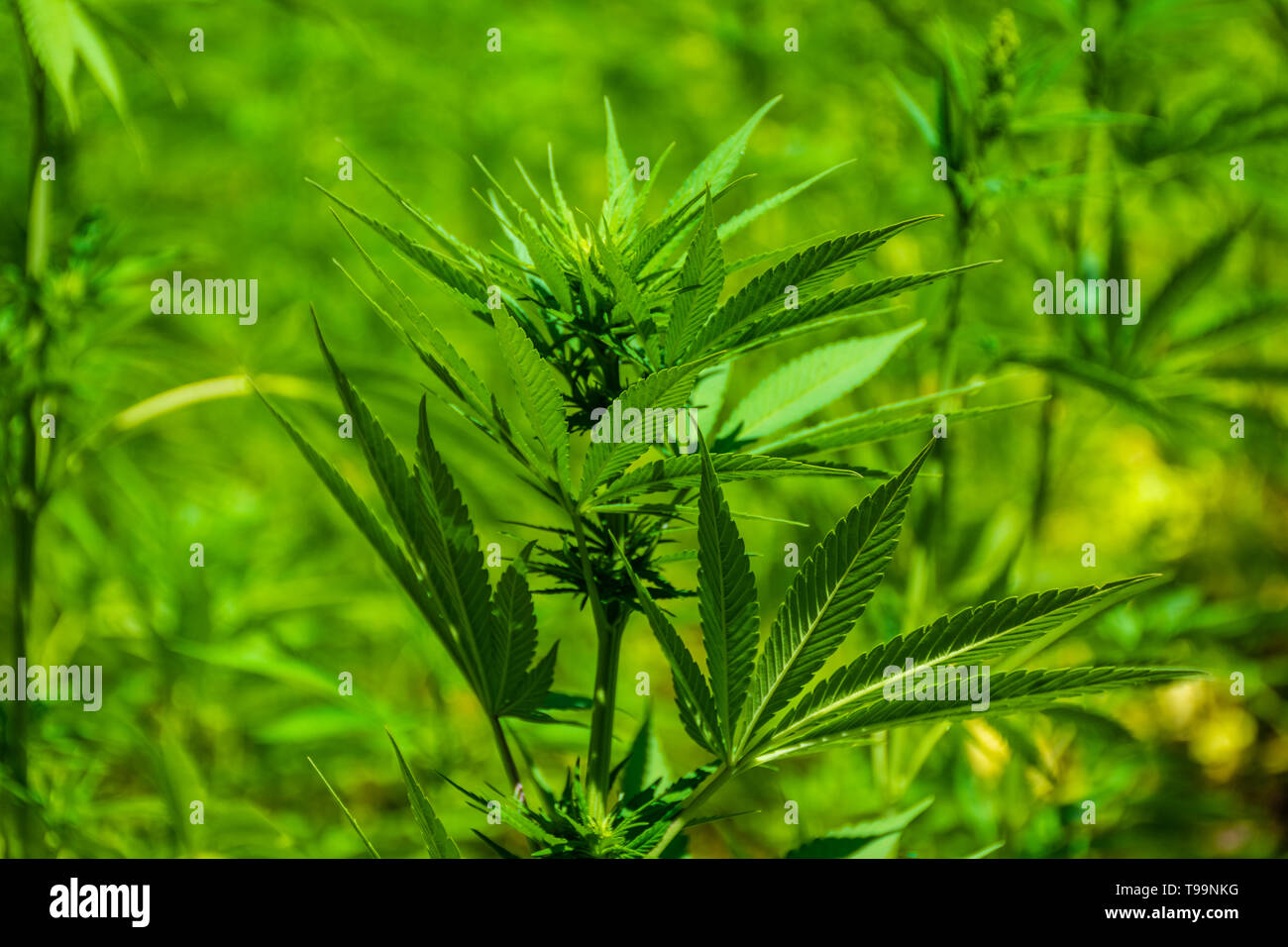 Scenic cannabis marijuana plant close hi-res stock photography and ...
