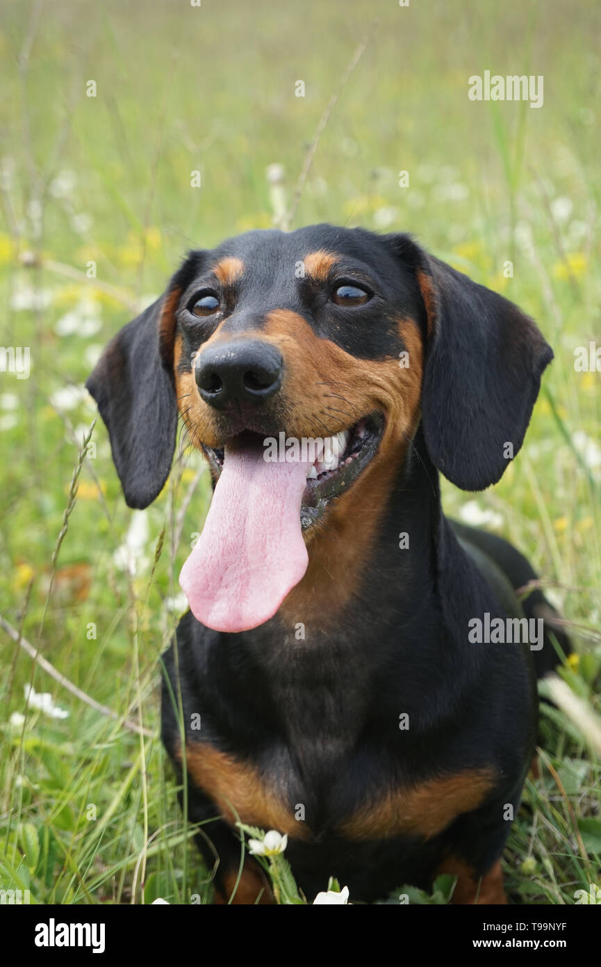 Dashound High Resolution Stock Photography and Images - Alamy