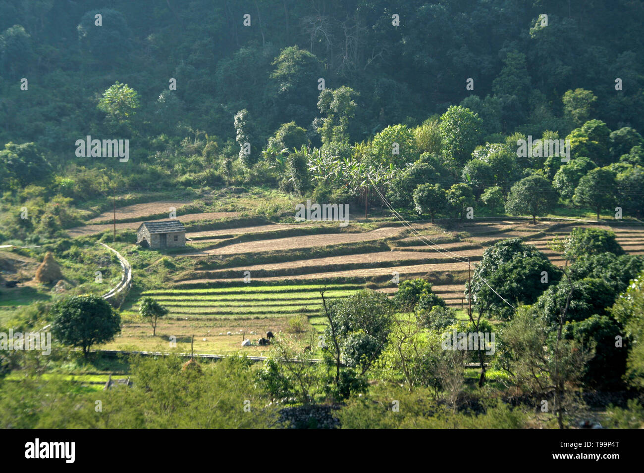 Lone house existing in the midst of meadow Stock Photo - Alamy