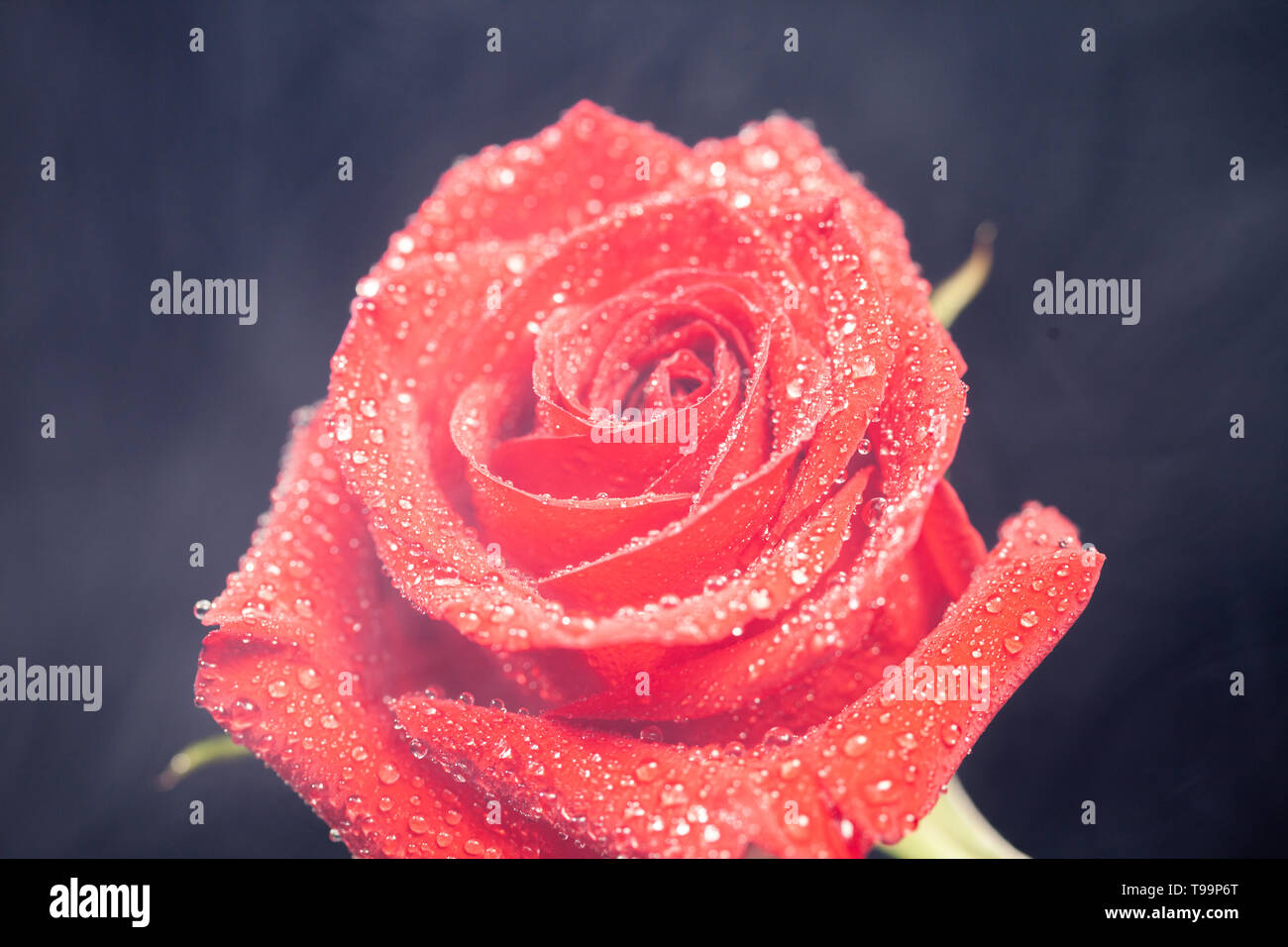 Beautiful red rose covered with rain drops over black background. Close ...