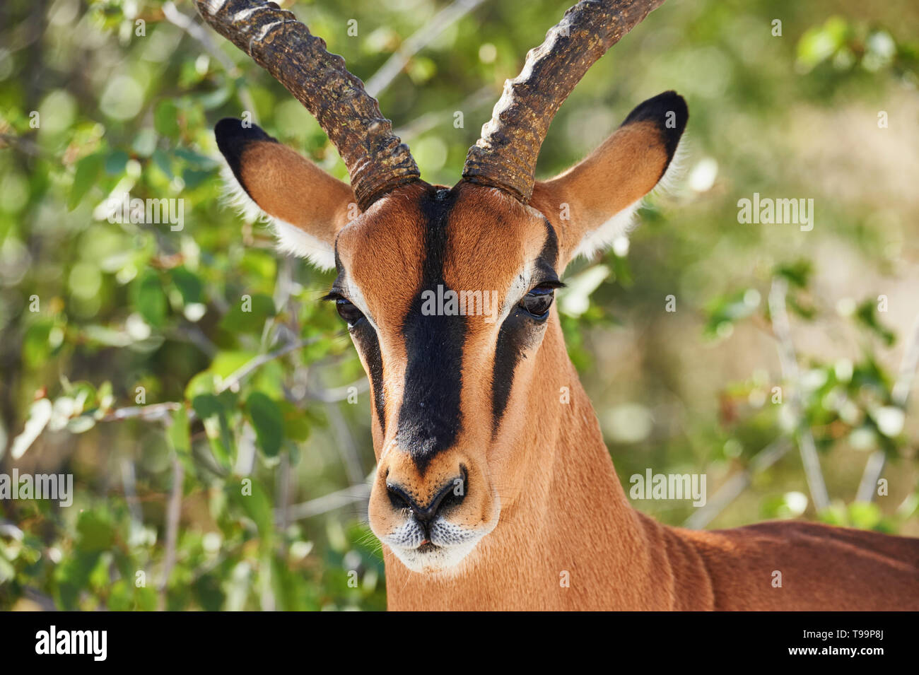 Portrait of a male black faced impala, photographed in Namibia Stock ...