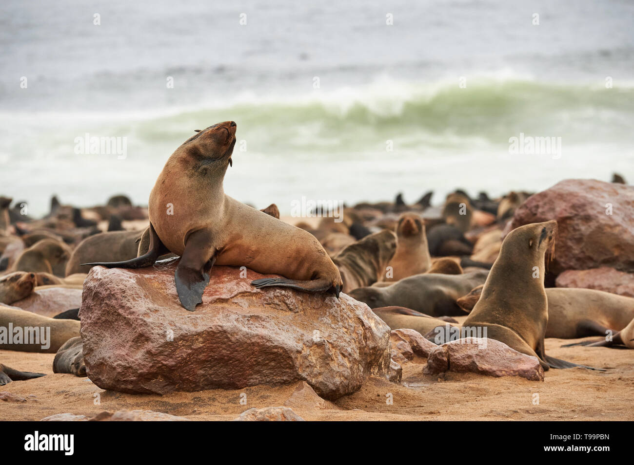 Great colony of seals fur at Cape cross in Namibia Stock Photo - Alamy