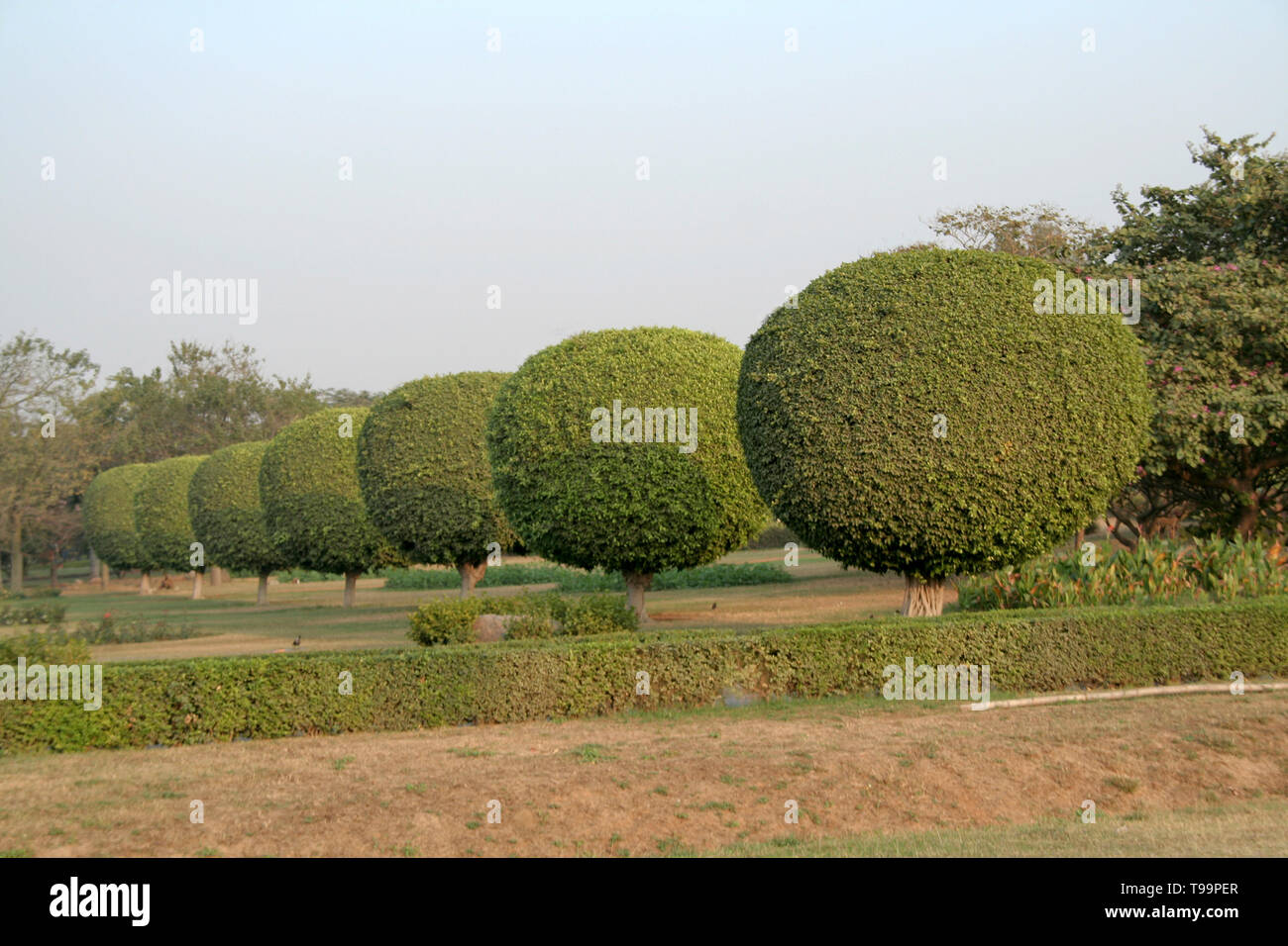 Garden with a row of decorative spherical shrubs Stock Photo - Alamy