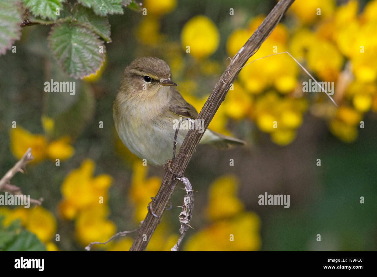 Chiffchaff uk flowers hi-res stock photography and images - Alamy
