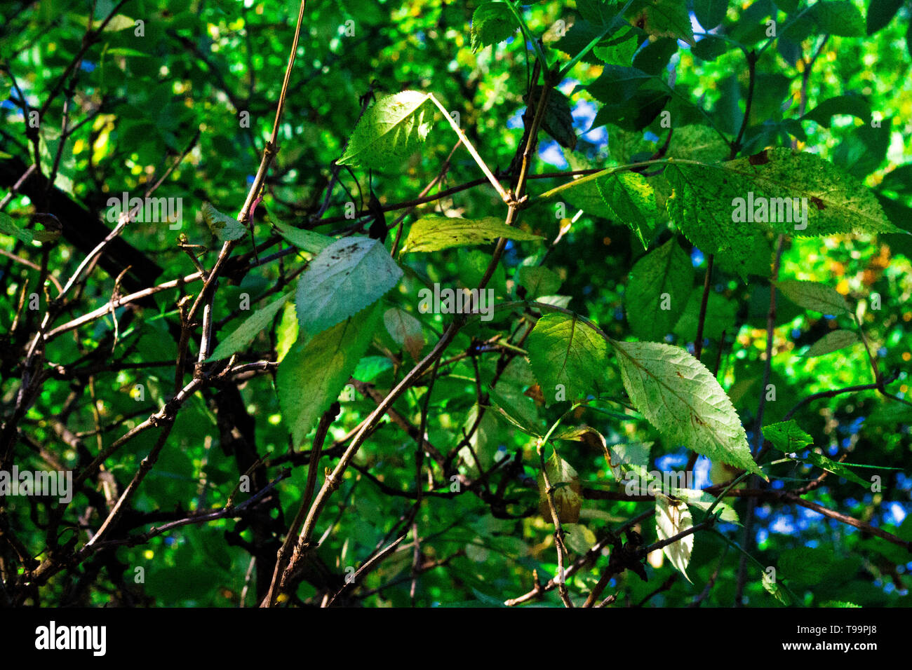 Abington park northampton trees hi-res stock photography and images - Alamy