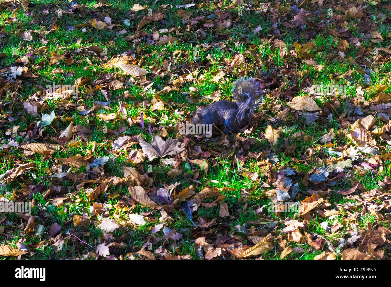 Abington park northampton trees hi-res stock photography and images - Alamy
