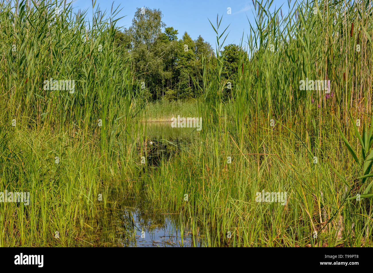 River cane grove hi-res stock photography and images - Alamy