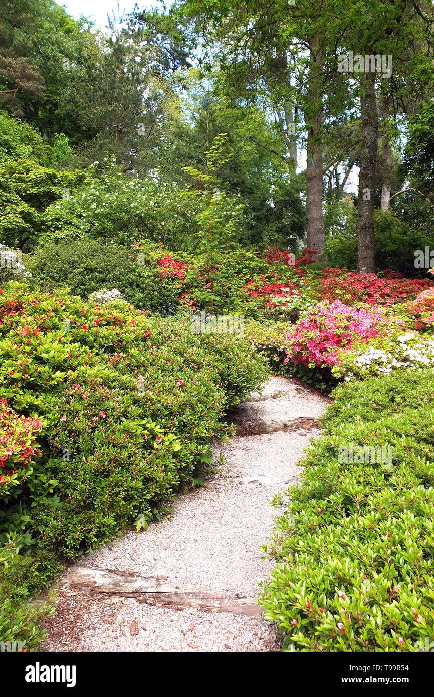 A woodland pathway with spring flowering shrubs Stock Photo - Alamy