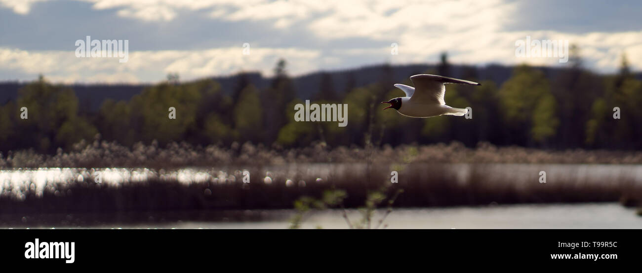 Gull flying horizontally in a straight line over a moor Stock Photo - Alamy