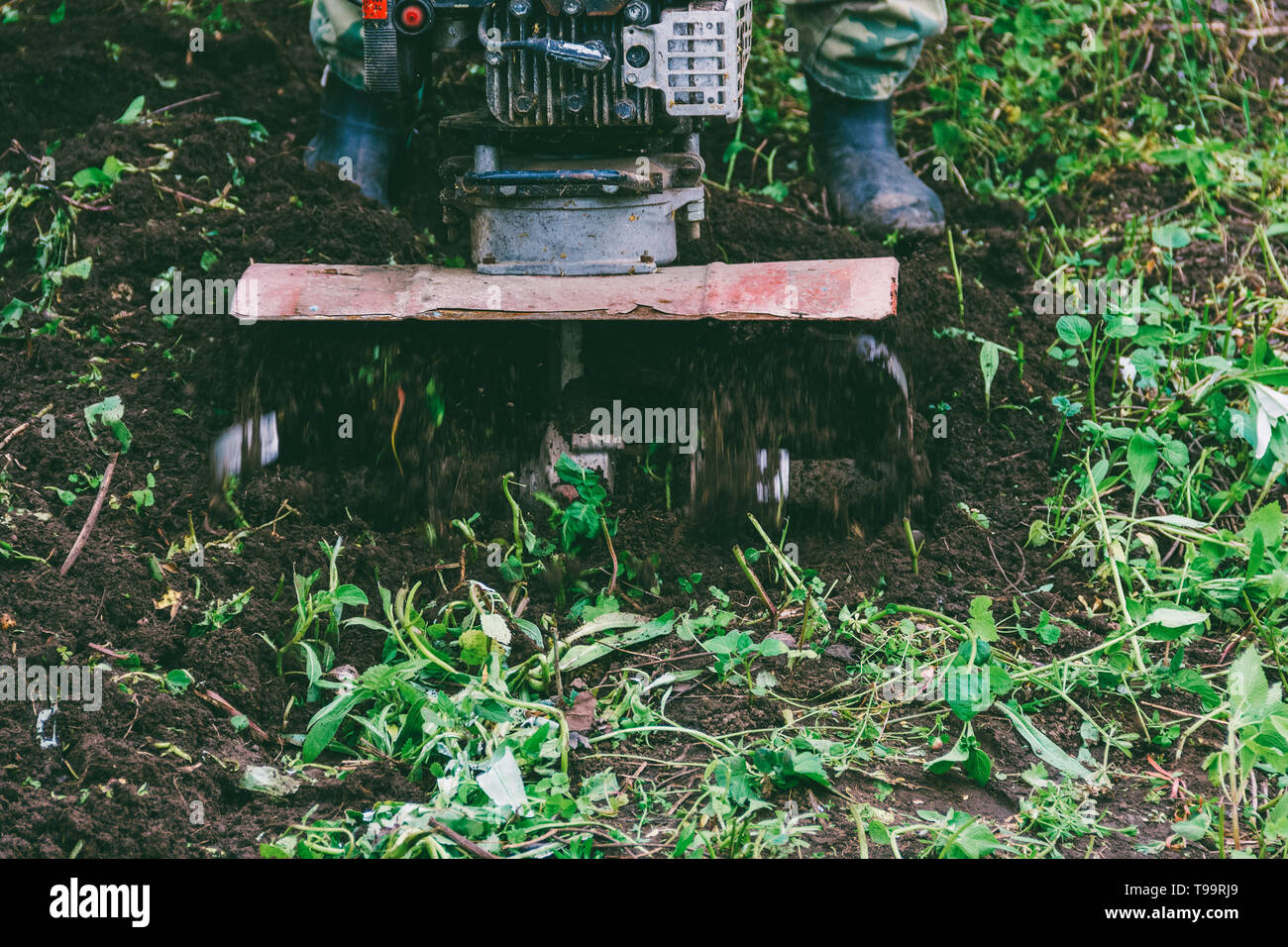 A man is a farmer with a motor cultivator plows soil for planting Stock ...