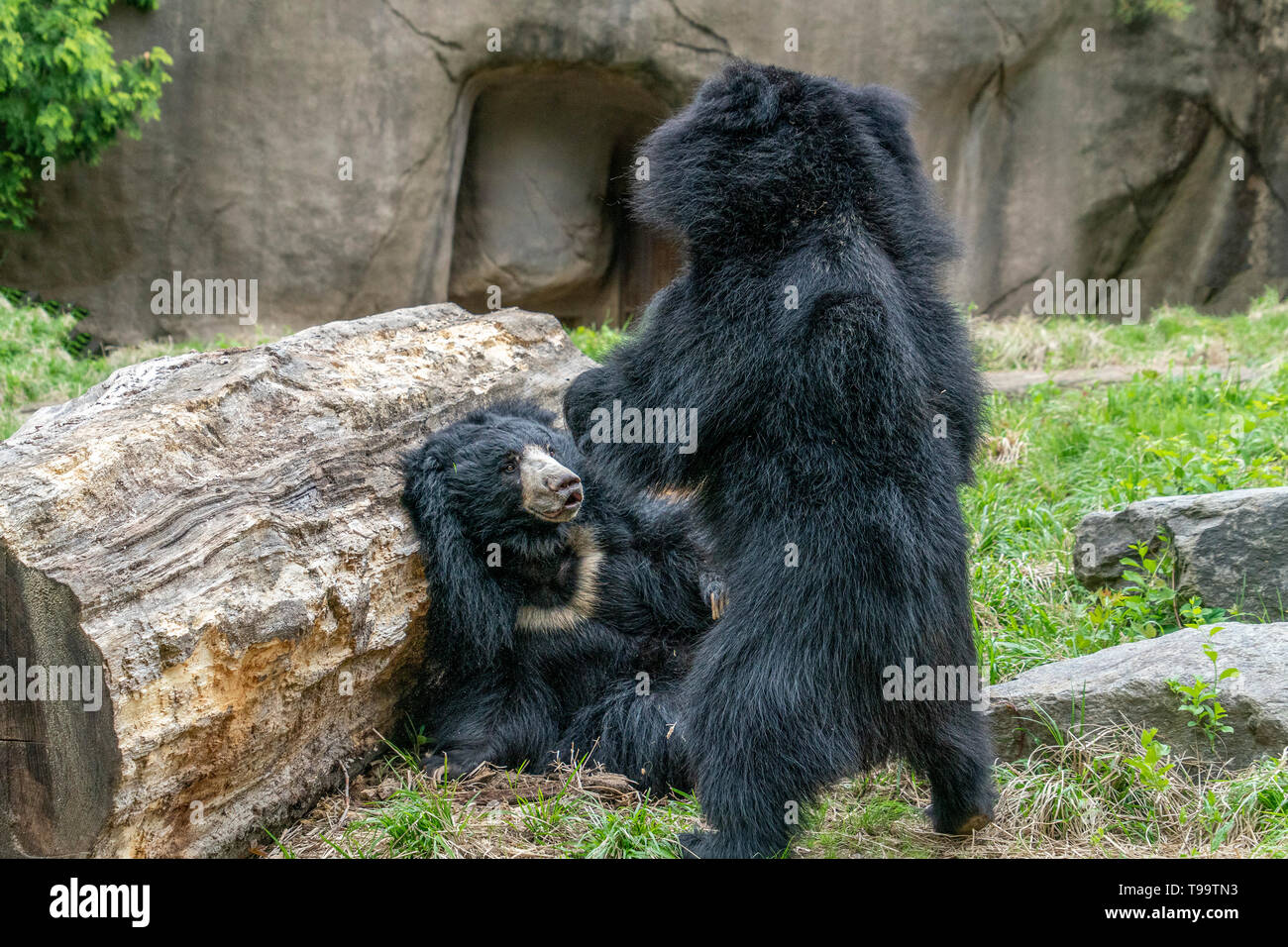 Baby bears fighting hi-res stock photography and images - Alamy