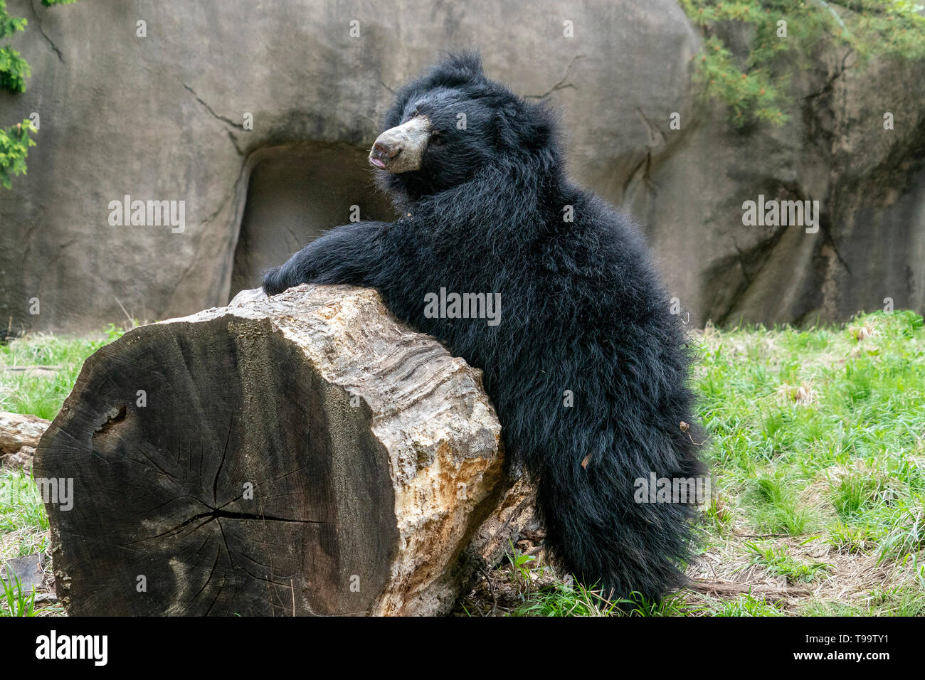 sloth bears while fighting and playing Stock Photo - Alamy