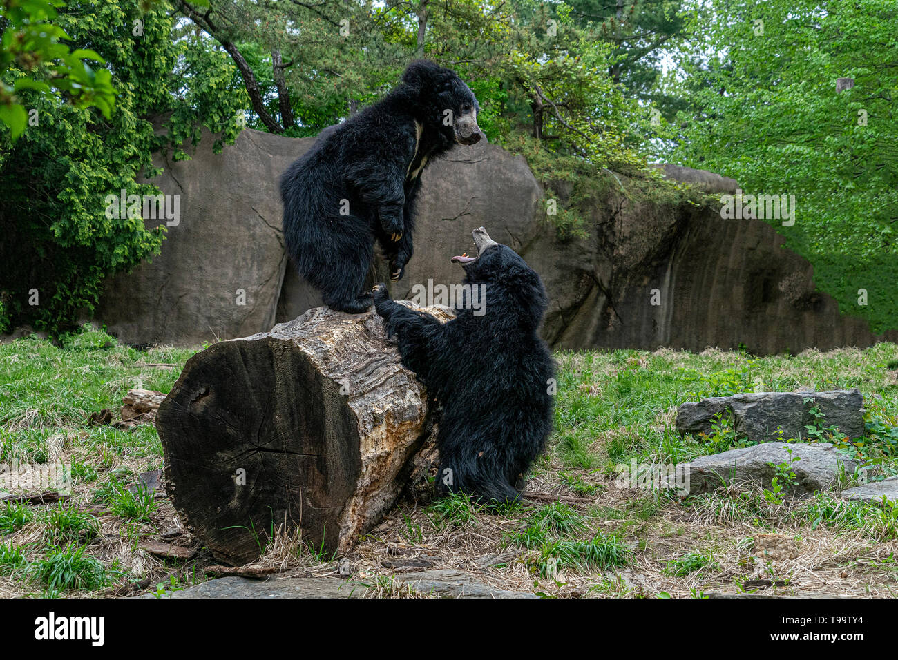 sloth bears while fighting and playing Stock Photo - Alamy