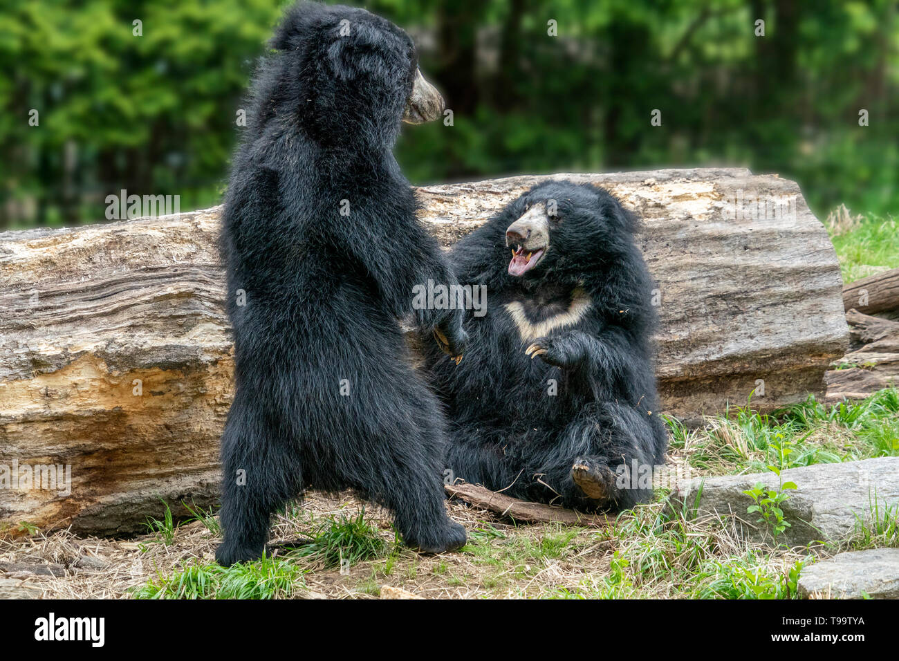 Sloth bears hi-res stock photography and images - Alamy