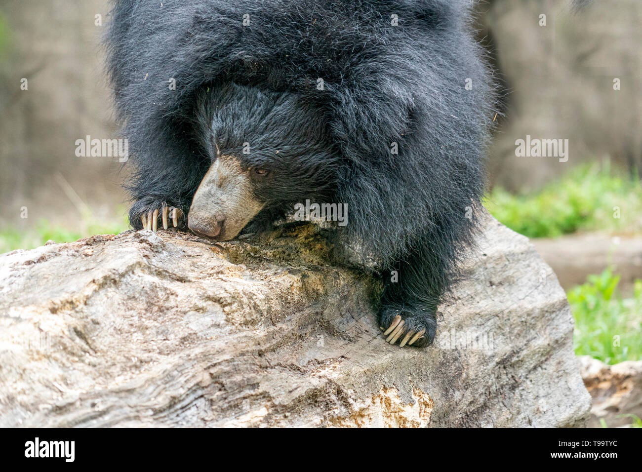 sloth bear digging in wood tree for food detail Stock Photo - Alamy