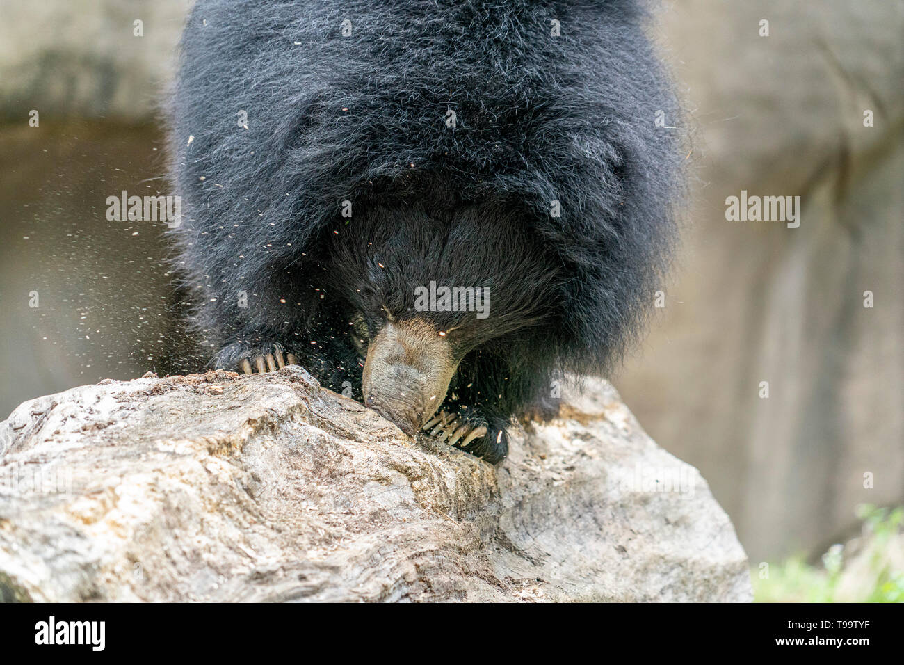sloth bear digging in wood tree for food detail Stock Photo - Alamy