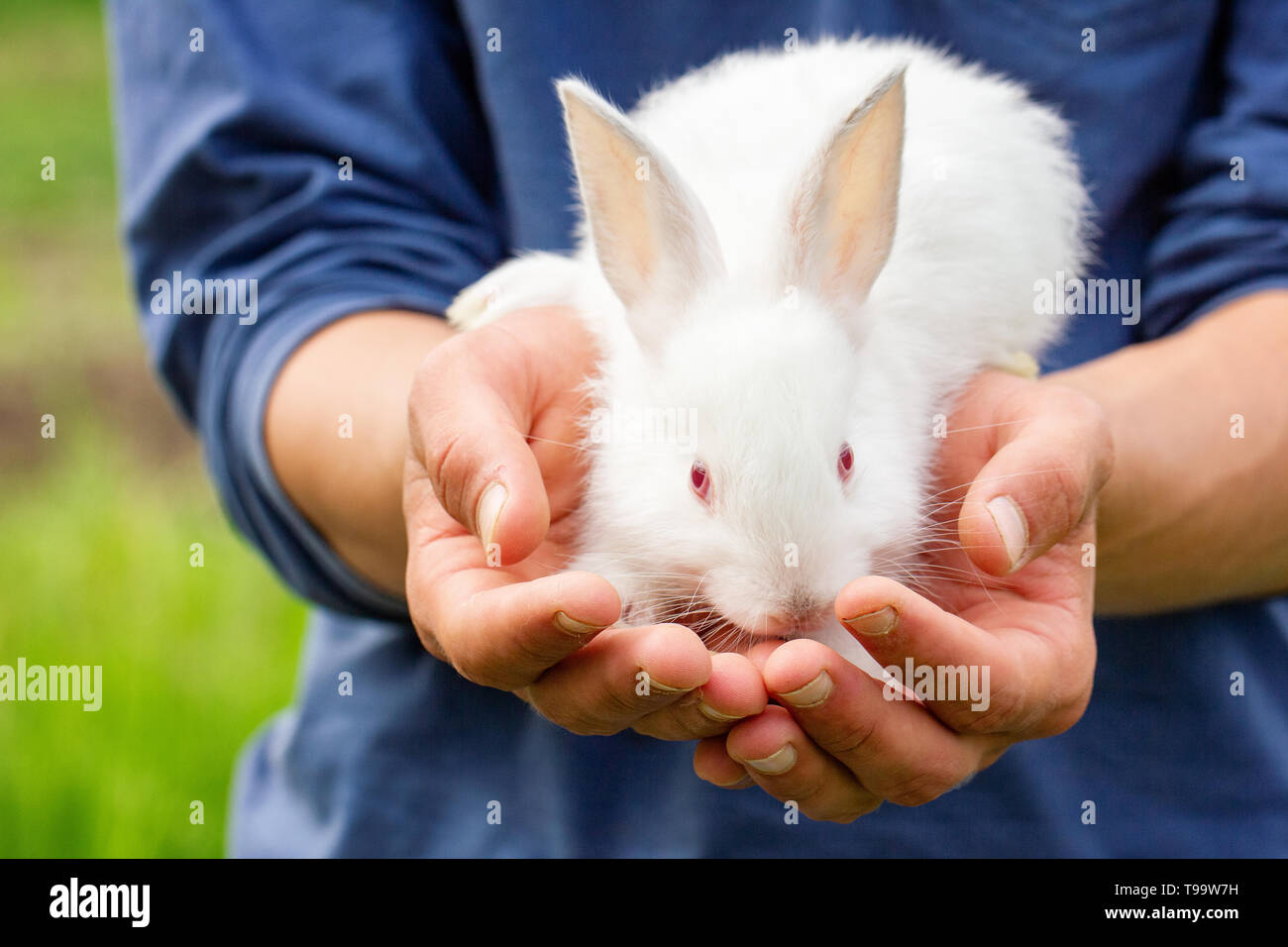 cute fluffy white rabbit in hand Stock Photo - Alamy