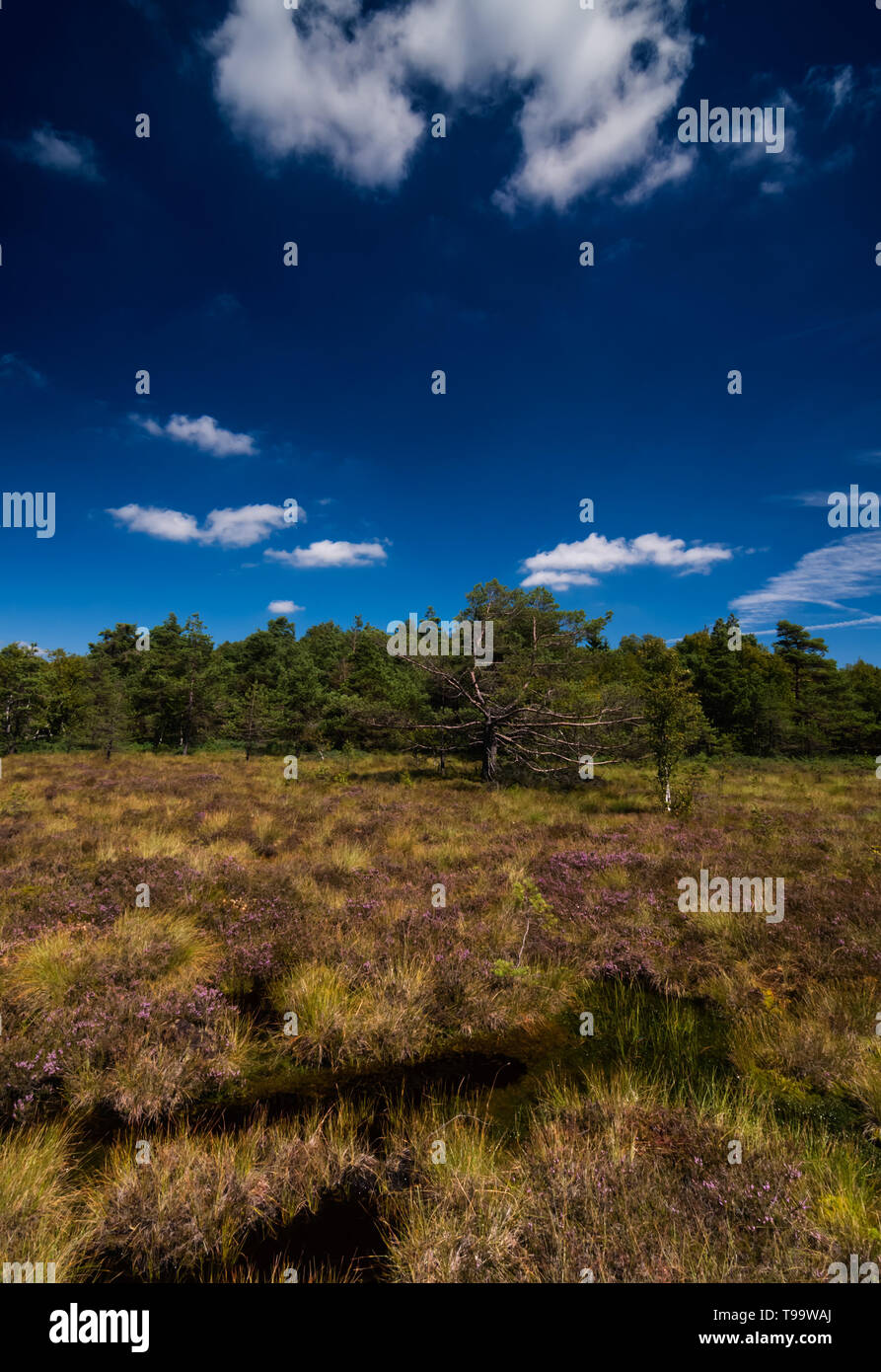German countryside: Rotes Moor (Red Moor Stock Photo - Alamy