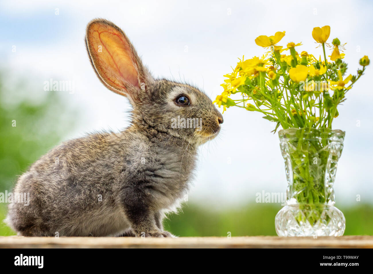 cute fluffy grey rabbit with a bouquet of flowers Stock Photo - Alamy