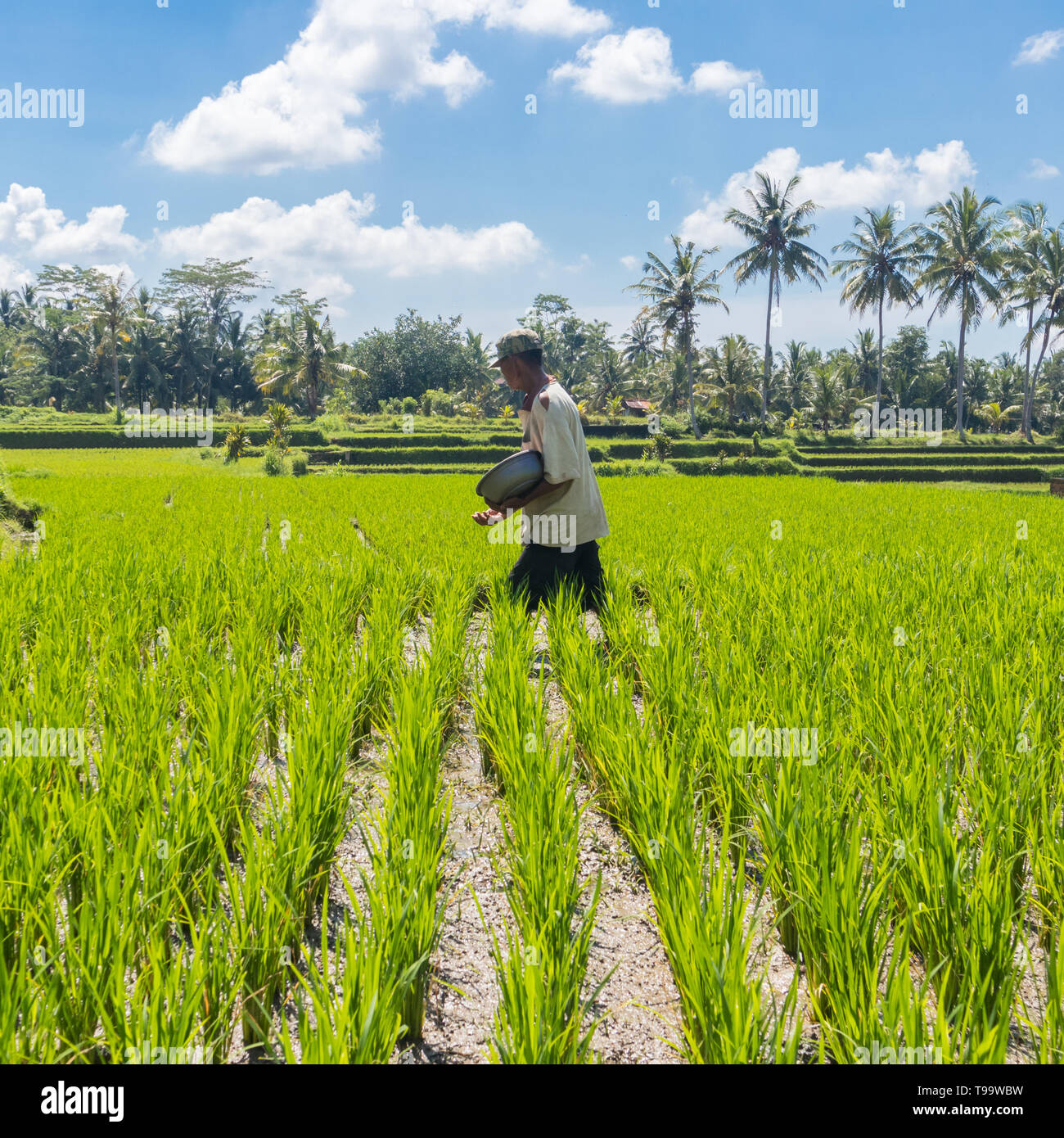 Male farmer working in beautiful rice terrace plantation near Ubud,Bali ...