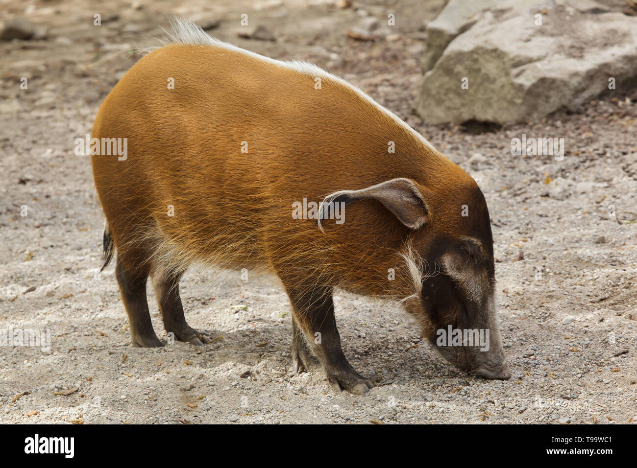 Red river hog (Potamochoerus porcus), also known as the bush pig Stock ...
