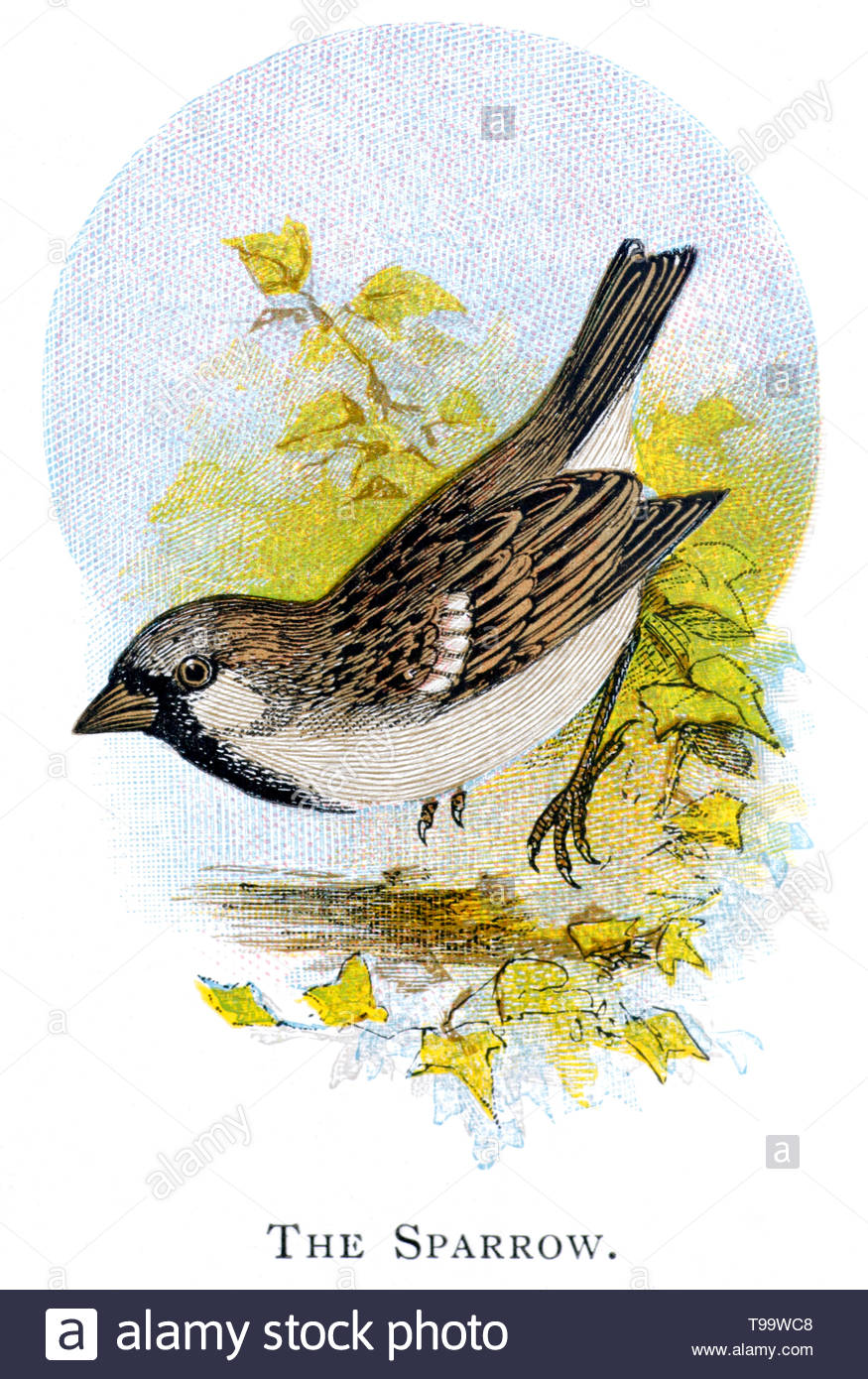 Passerines illustration Cut Out Stock Images & Pictures - Alamy