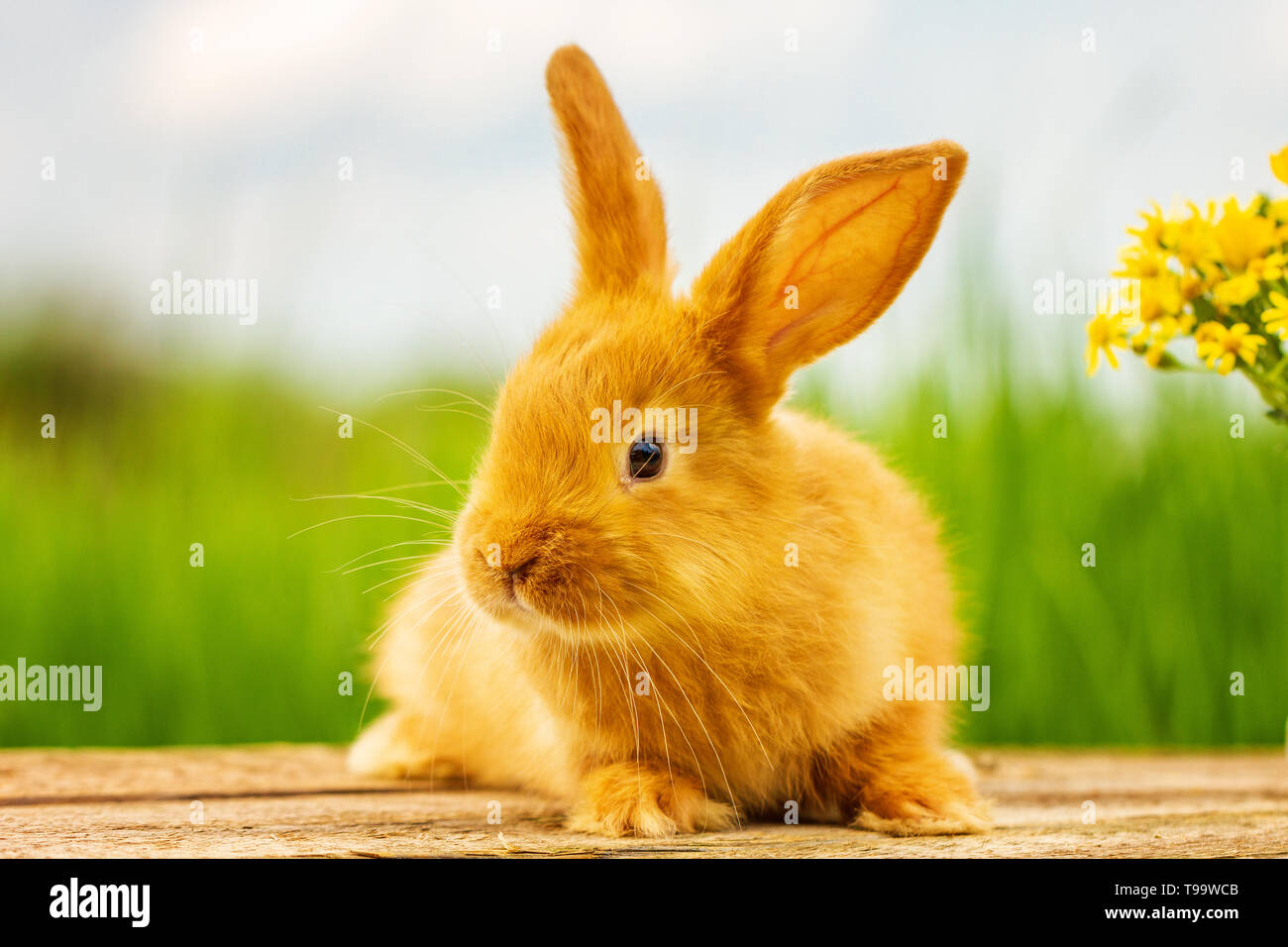 cute fluffy red rabbit with a bouquet of flowers Stock Photo - Alamy