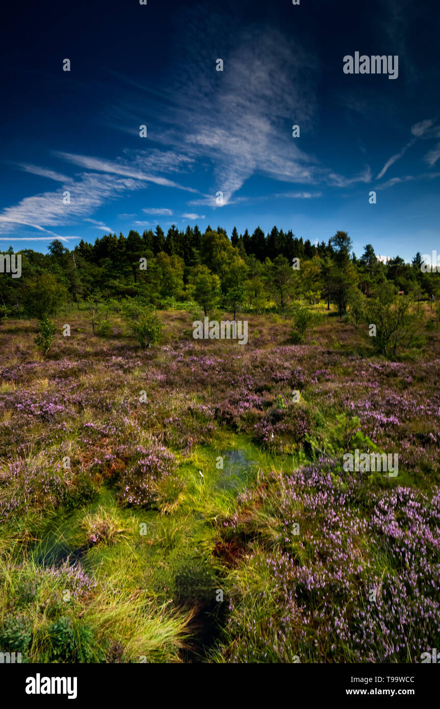 German countryside: Rotes Moor (Red Moor Stock Photo - Alamy