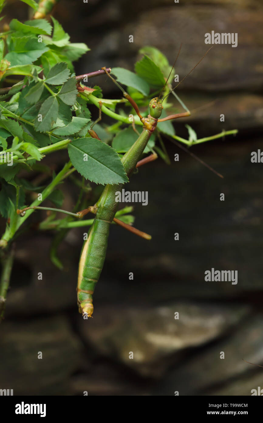 Stick insect (Periphetes forcipatus). Wildlife animal Stock Photo - Alamy