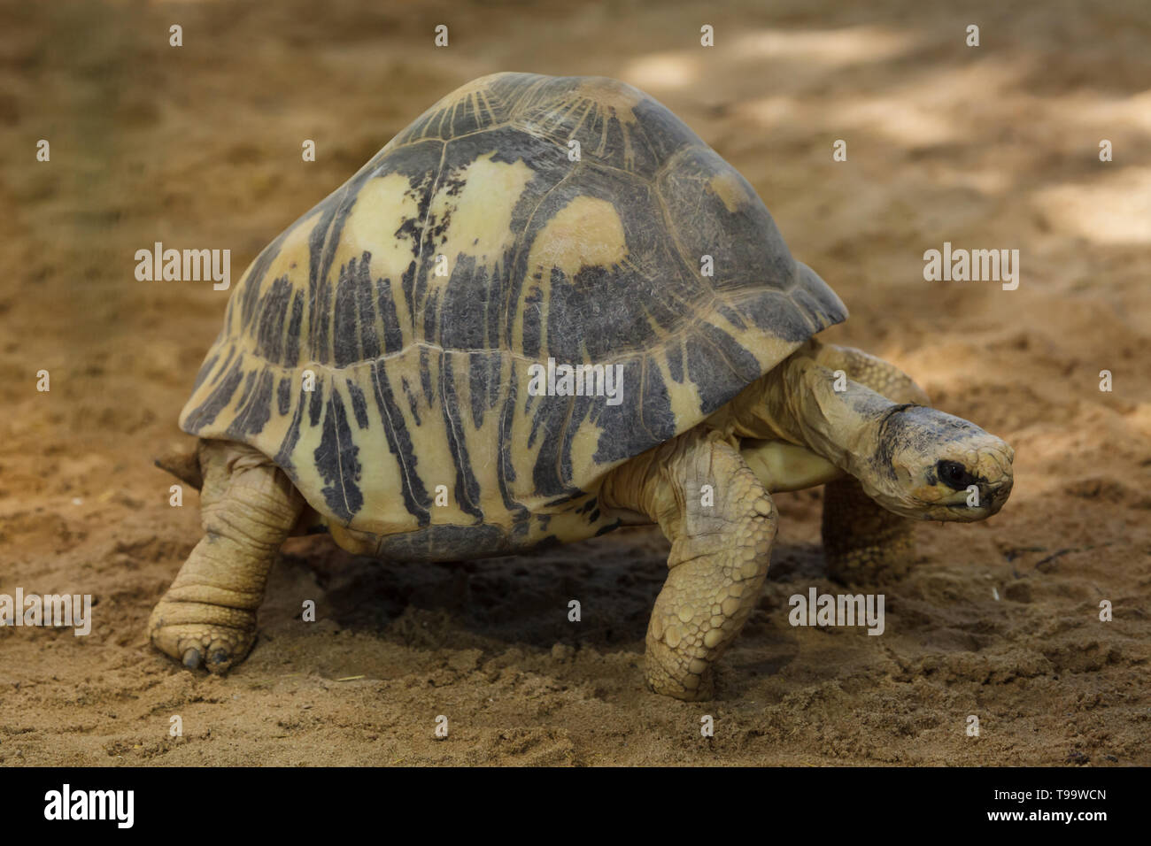 Radiated tortoise (Astrochelys radiata). Wildlife animal Stock Photo ...