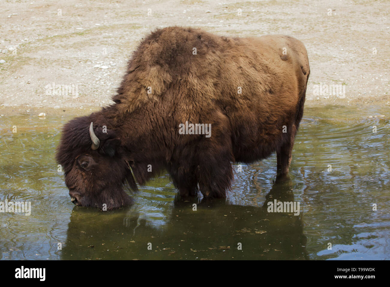 North american taiga hi-res stock photography and images - Alamy