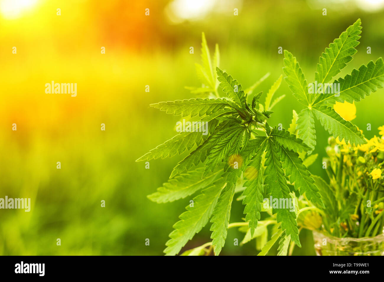 Beautiful bright green cannabis sativa hi-res stock photography and ...