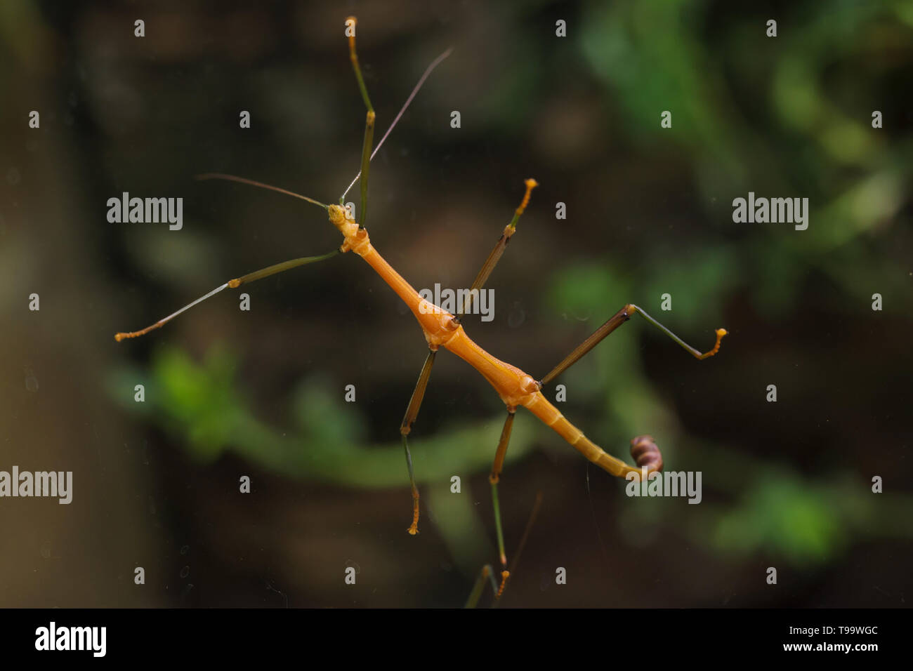 Walking stick insects hi-res stock photography and images - Alamy