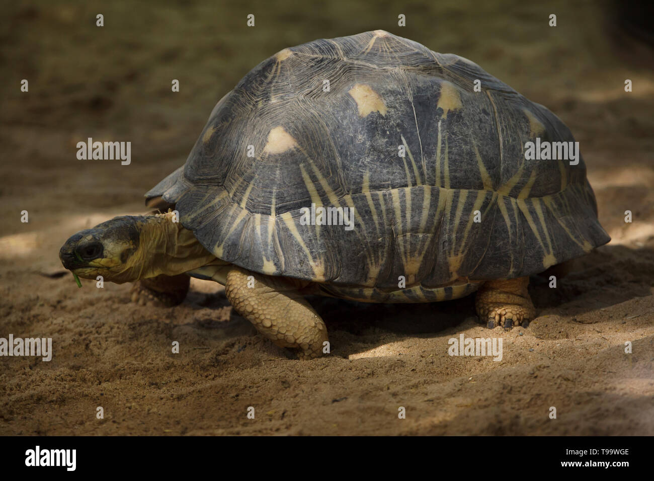 Critically endangered radiated tortoises hi-res stock photography and ...