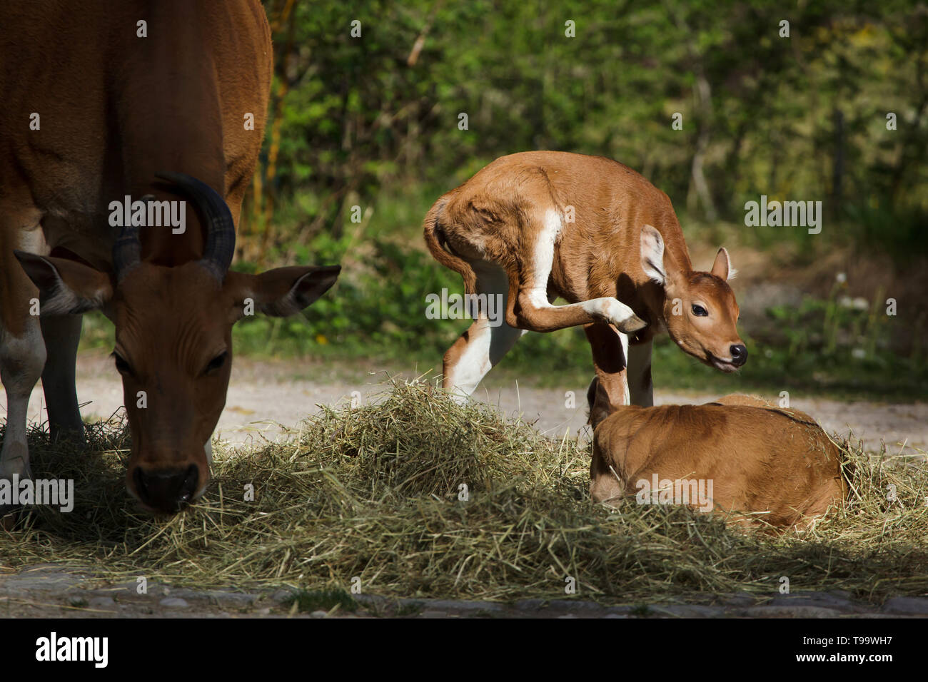 Newborn Javan banteng (Bos javanicus), also known as the tembadau Stock ...