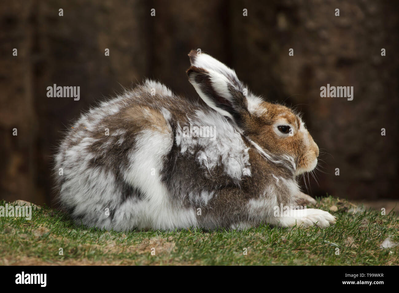Irish hare hi-res stock photography and images - Alamy