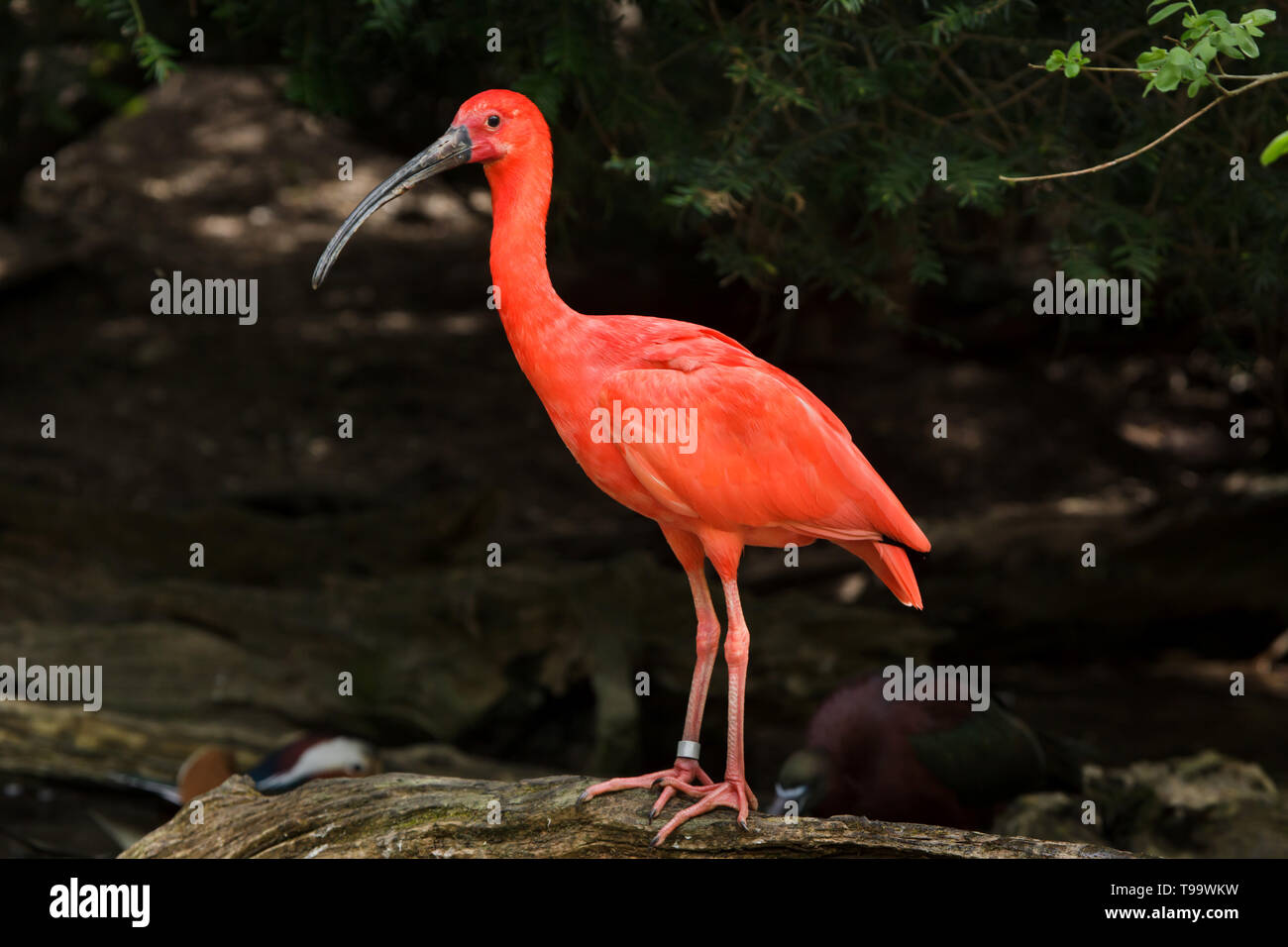 Scarlet ibis (Eudocimus ruber). Wildlife bird Stock Photo - Alamy