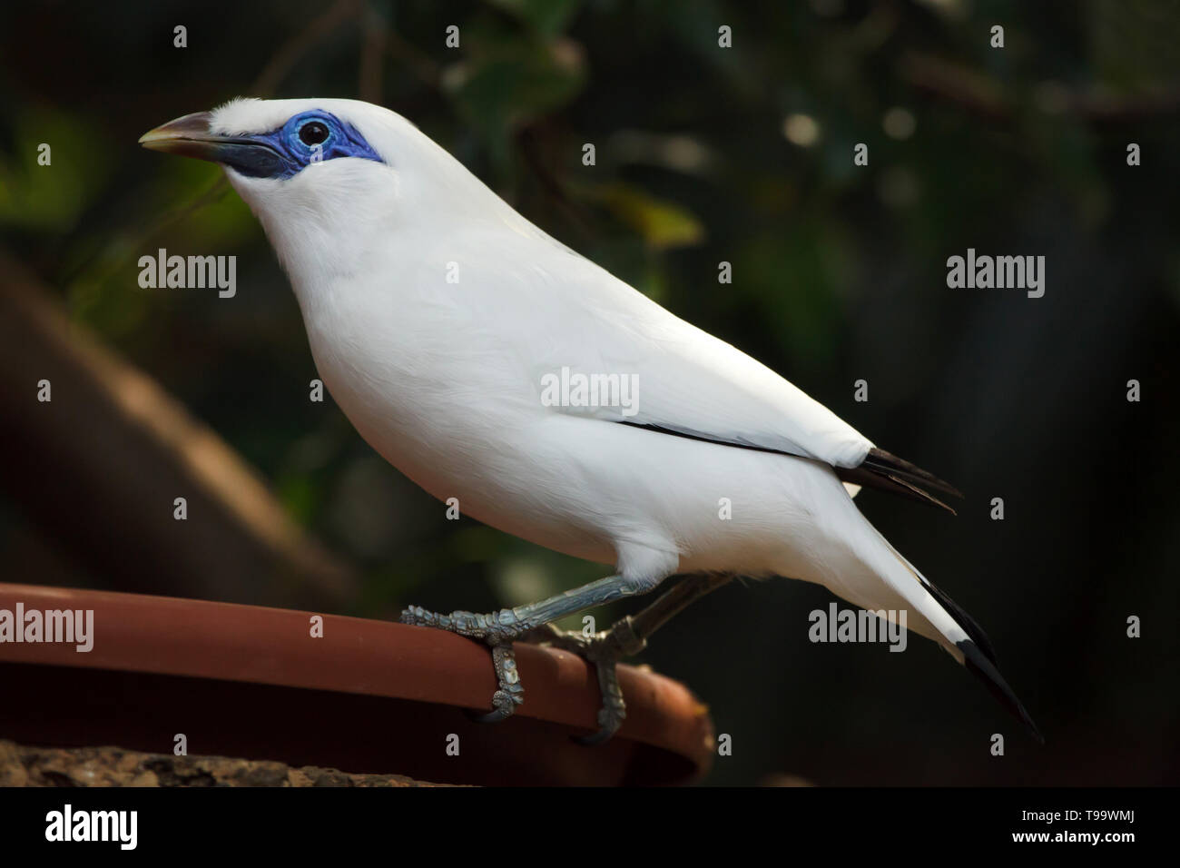 Bali myna (Leucopsar rothschildi), also known as Rothschild's mynah ...